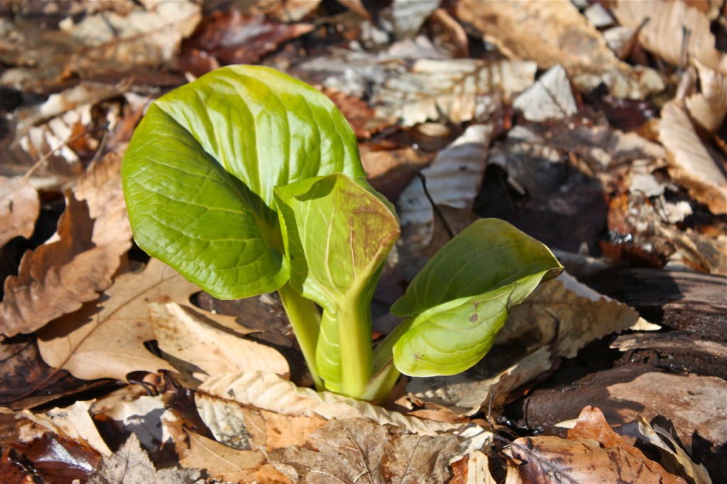 Skunk Cabbage leaves | Friends of Glen Providence Park