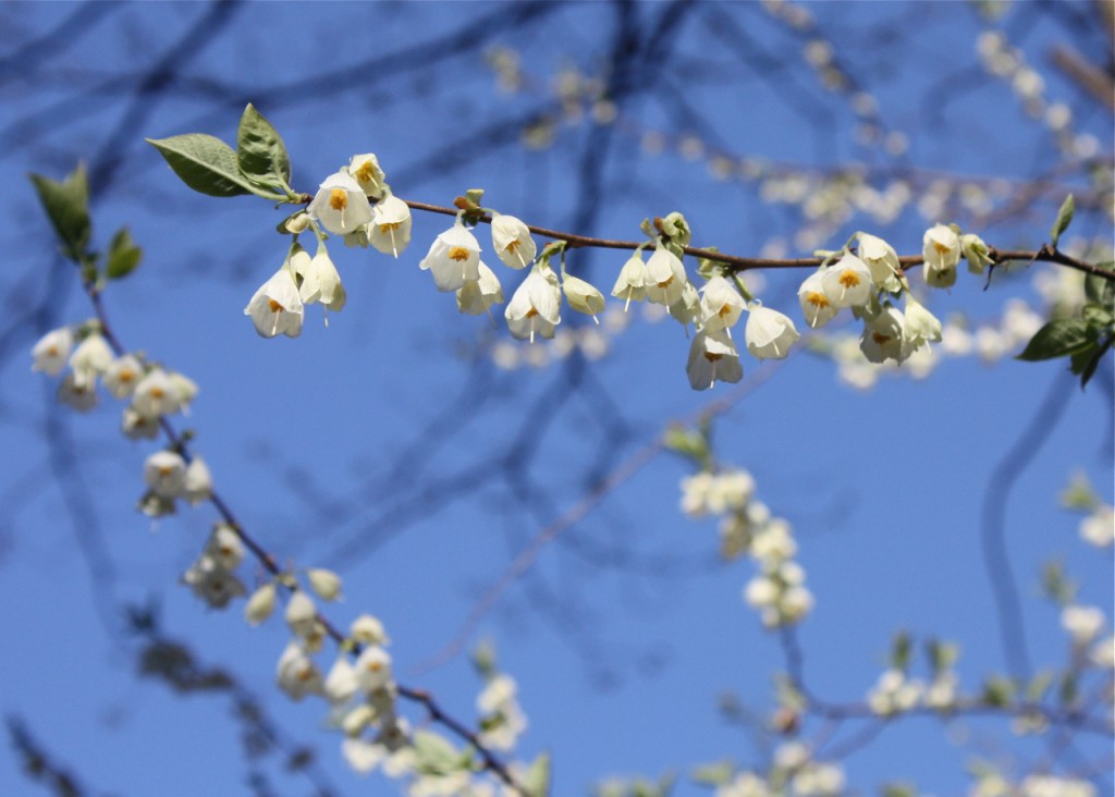 April Photojournal | Friends of Glen Providence Park