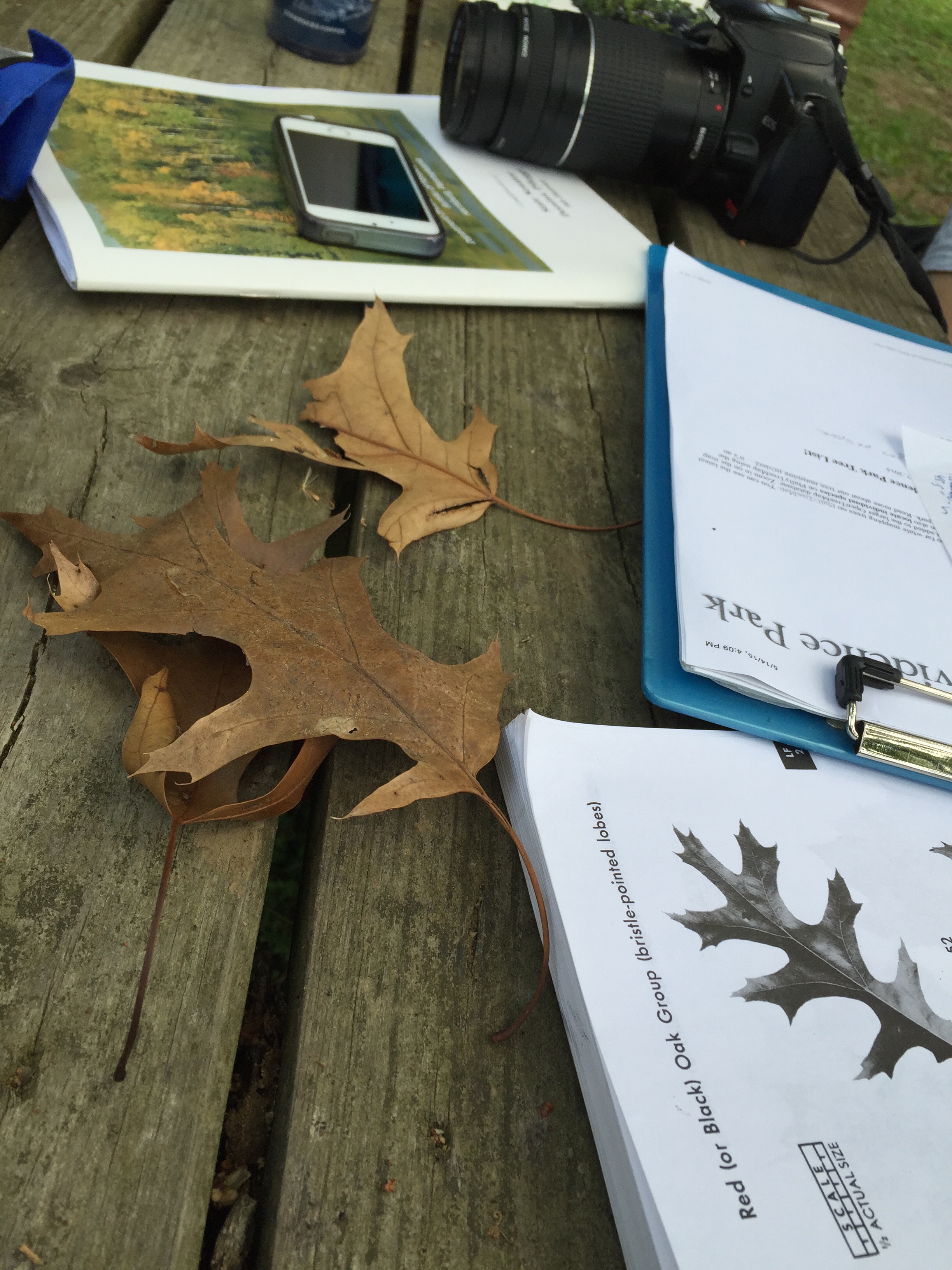 Tree Mapping Friends Of Glen Providence Park