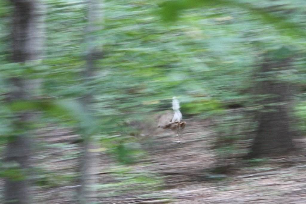 White-tailed buck bounding away | Friends of Glen Providence Park