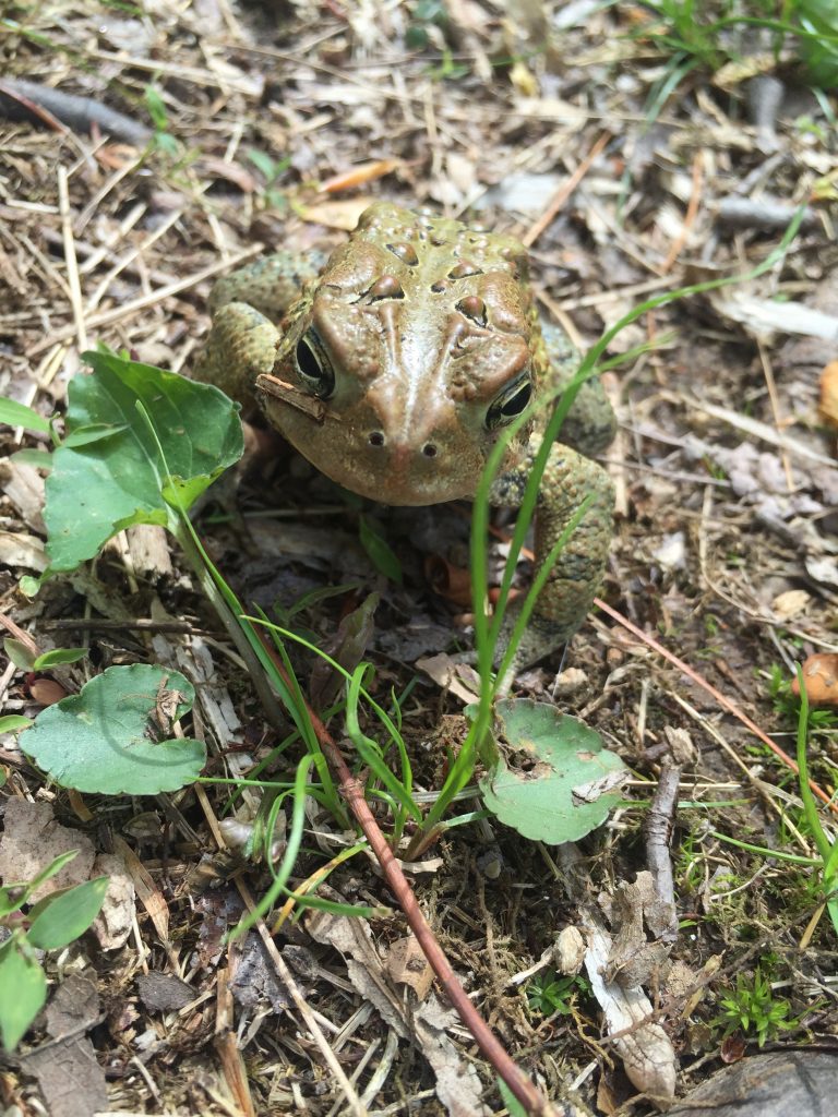 American Toad | Friends of Glen Providence Park